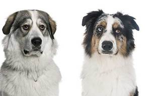 All About The Great Pyrenees Australian Shepherd Mix: Facts & Information
