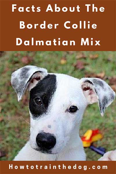 All About The Border Collie Dalmatian Mix (The Bodacion)
