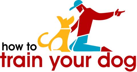 The Pug Lab Mix (Pugador): A Comprehensive Guide (With Pictures)