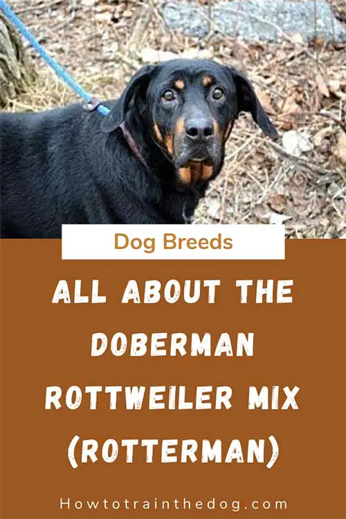 Doberman Rottweiler Mix: The Complete Rotterman Dog Breed Guide