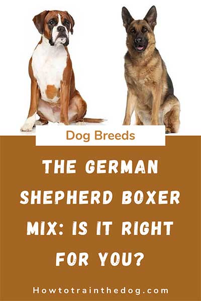 The German Shepherd Boxer Mix: Is It Right For You?