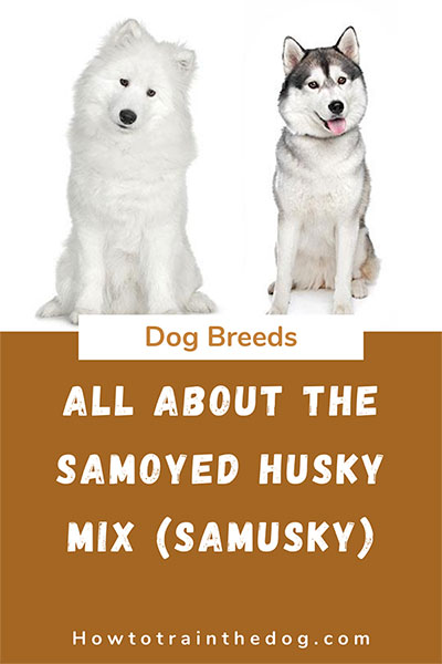 The Samoyed Husky Mix (Samusky): A Comprehensive Guide (With Pictures)