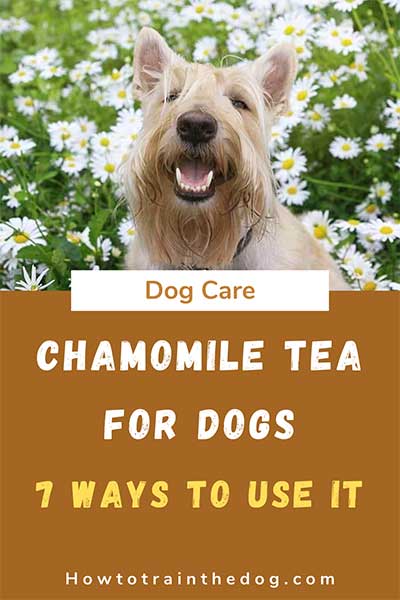Chamomile Tea for Dogs: The Ultimate Guide