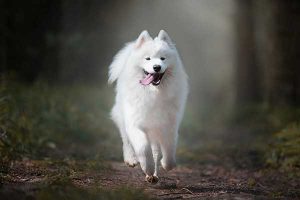 The Samoyed Husky Mix (Samusky): A Comprehensive Guide (With Pictures)