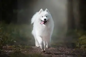 Samoyed Corgi Mix