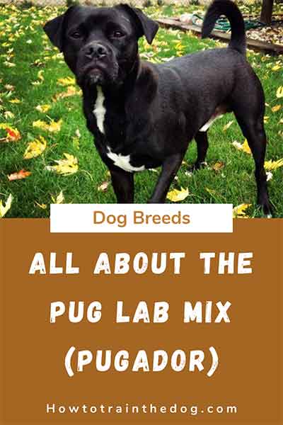 The Pug Lab Mix (Pugador): A Comprehensive Guide (With Pictures)