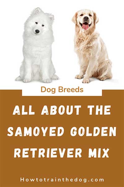 All About The Samoyed Golden Retriever Mix (Golden Sammy)