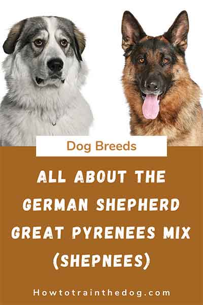 German Shepherd Great Pyrenees Mix (Shepnees): The Ultimate Guide with ...