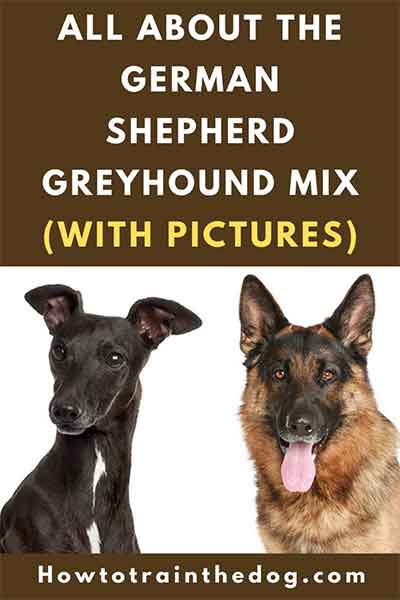 German Shepherd Greyhound Mix: The Ultimate Guide with Pictures