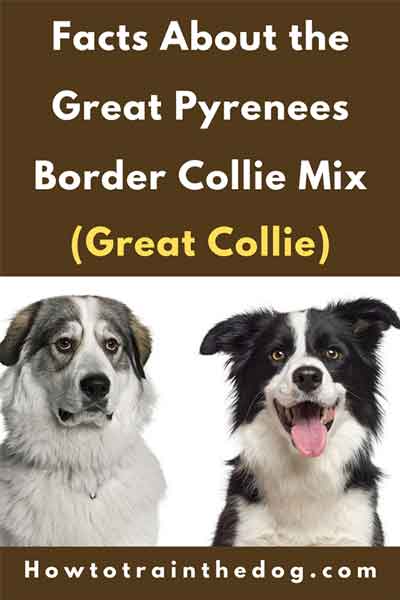 The Ultimate Guide to the Great Pyrenees Border Collie Mix (With Pictures)