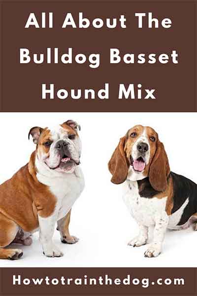 All About The Basset Hound English Bulldog Mix (Bully Basset) With Pictures