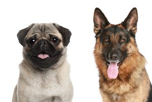 A Complete Guide To The German Shepherd Pug Mix (With Pictures)