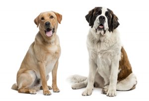 A Complete Guide To The St Bernard Lab Mix (With Pictures)