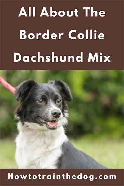 All About The Border Collie Dachshund Mix (With Pictures)