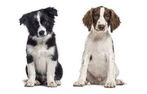 All About The Sprollie (Springer Spaniel Border Collie Mix) With Pictures
