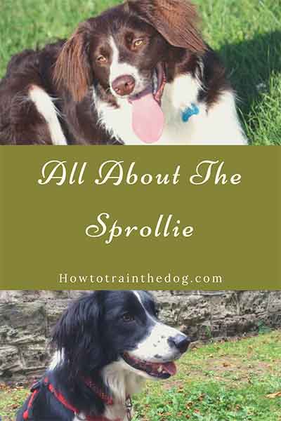 All About The Sprollie (Springer Spaniel Border Collie Mix) With Pictures