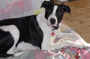 All About The Border Collie Boxer Mix (Boxollie) With Pictures