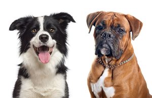 All About The Border Collie Boxer Mix (Boxollie) With Pictures
