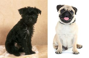 All About The Affenpug (Affenpinscher Pug Mix) With Pictures