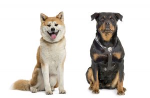 All About The Akita Rottweiler Mix (With Pictures)