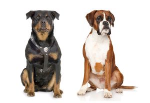 All About The Rottweiler Boxer Mix (Boxweiler) With Pictures