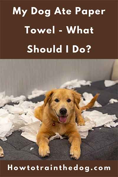 My Dog Ate Paper Towel - What To Do And What Happens Next...
