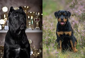All About the Cane Corso Rottweiler Mix (Rotticorso) With Pictures
