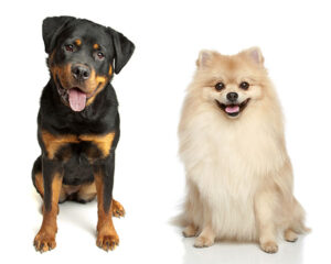 All About The Pomeranian Rottweiler Mix: Facts & Information
