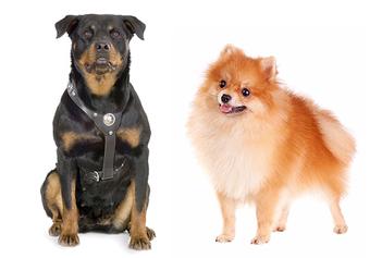 Rottweiler Pomeranian Mix