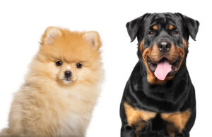 All About The Pomeranian Rottweiler Mix: Facts & Information