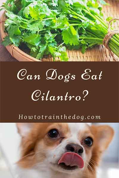 Can Dogs Eat Cilantro? Is Cilantro Safe for Dogs?