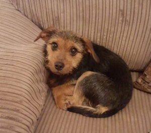 All About the Rottweiler Yorkie Mix (With Pictures) - How To Train Your Dog