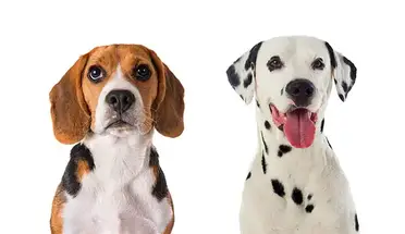 Beaglemation Puppies