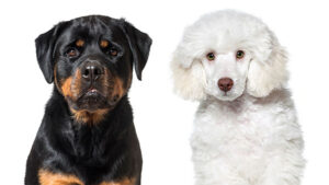 All About The Rottweiler Poodle Mix (Rottle) With Pictures