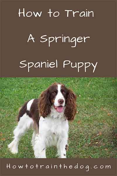 English Springer Spaniel Training: 10 Useful Tips & Tricks