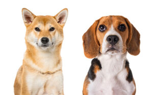 All About The Shiba Inu Beagle Mix (Shi-Beagle) With Pictures