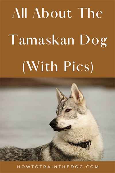 The Ultimate Guide To The Tamaskan Dog (With Pictures)