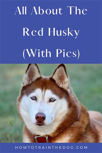 All About The Red Siberian Husky (Pictures & Facts)