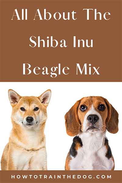 All About The Shiba Inu Beagle Mix (Shi-Beagle) With Pictures