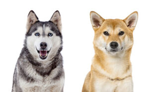 All About The Shiba Inu Husky Mix (Shiba Husky) With Pictures