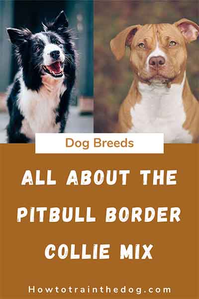 All About The Pitbull Border Collie Mix (Border Pit) With Pictures