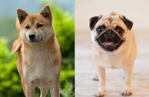 All About The Shiba Inu Pug Mix (Pug Shiba) With Pictures