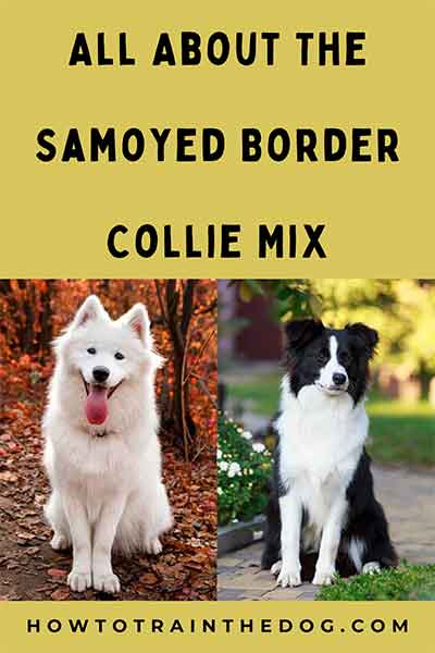 All About The Samoyed Border Collie Mix (Samollie) With Pictures