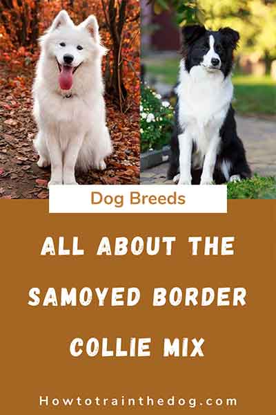 All About The Samoyed Border Collie Mix (Samollie) With Pictures