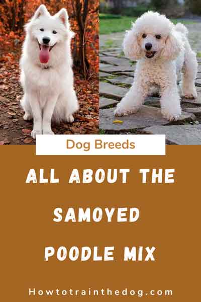 All About The Samoyed Poodle Mix (Sammypoo) With Pictures