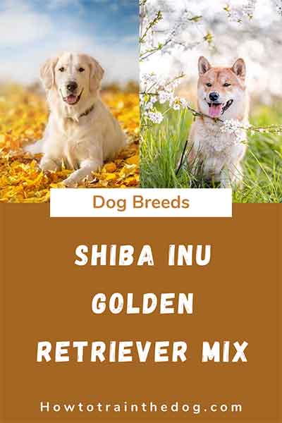 All About The Shiba Inu Golden Retriever Mix (With Pictures)