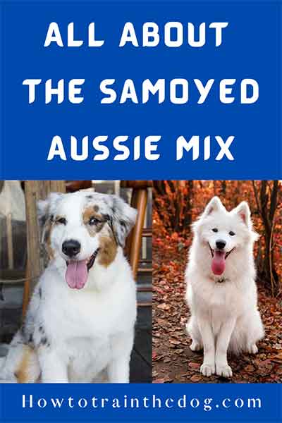 All About The Samoyed Australian Shepherd Mix (With Pictures)