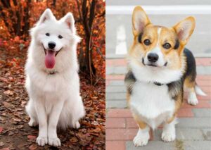 All About The Samoyed Corgi Mix (Corgoyed) With Pictures
