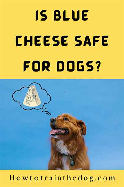 Can Dogs Eat Blue Cheese? Read Before You Feed