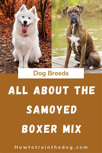 All About The Samoyed Boxer Mix (With Pictures)